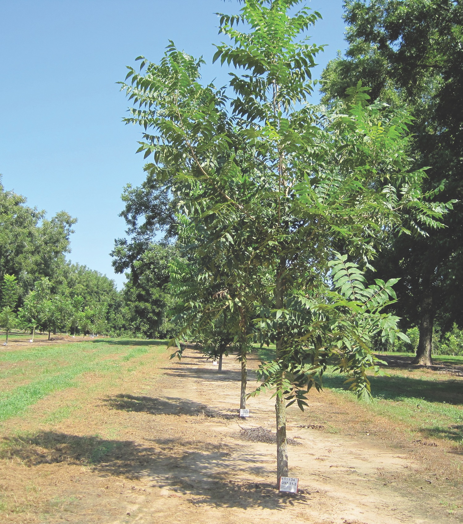 The pecan cultivar trial at Friendship Pecans - Pecan South ...