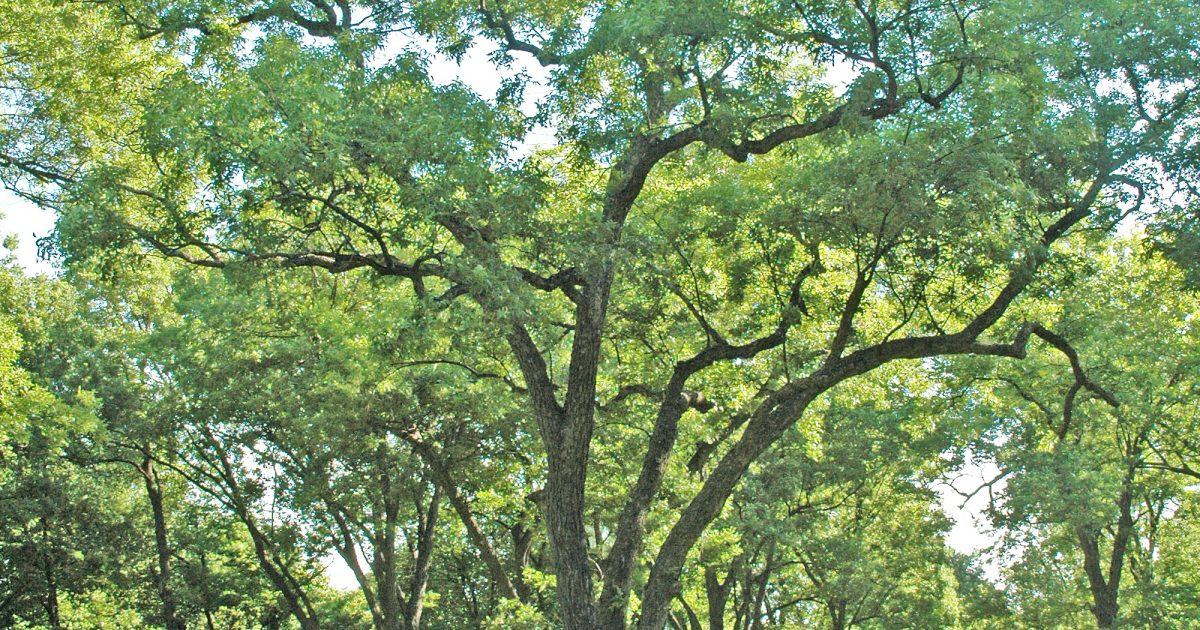 The Story of a Good Native Nut - Pecan South MagazinePecan South ...