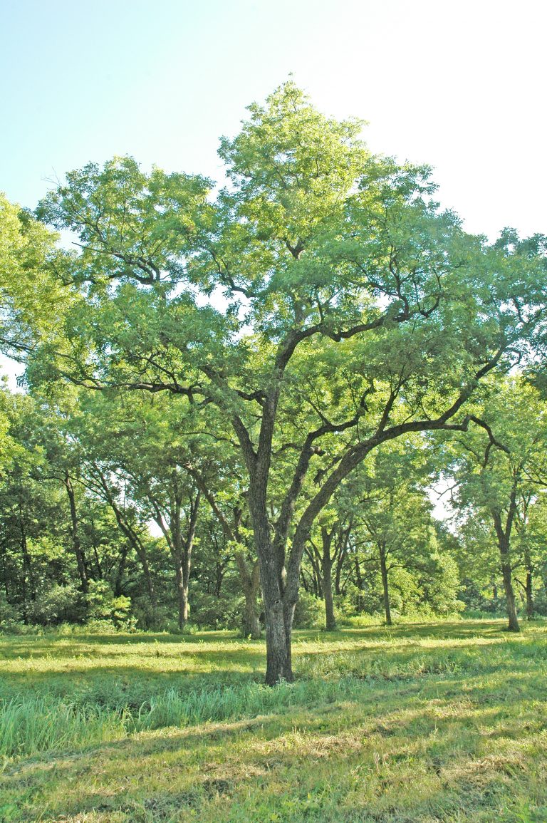 The Story of a Good Native Nut - Pecan South MagazinePecan South ...