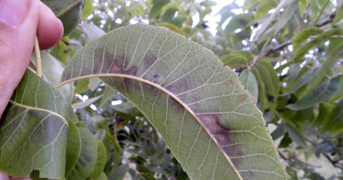 Scorch Mite a Summer Pest That Cannot be Overlooked - Pecan South ...