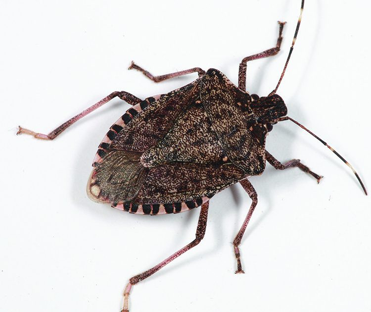 Update on Invasive Ant and Stink Bug Pests - Pecan South MagazinePecan ...