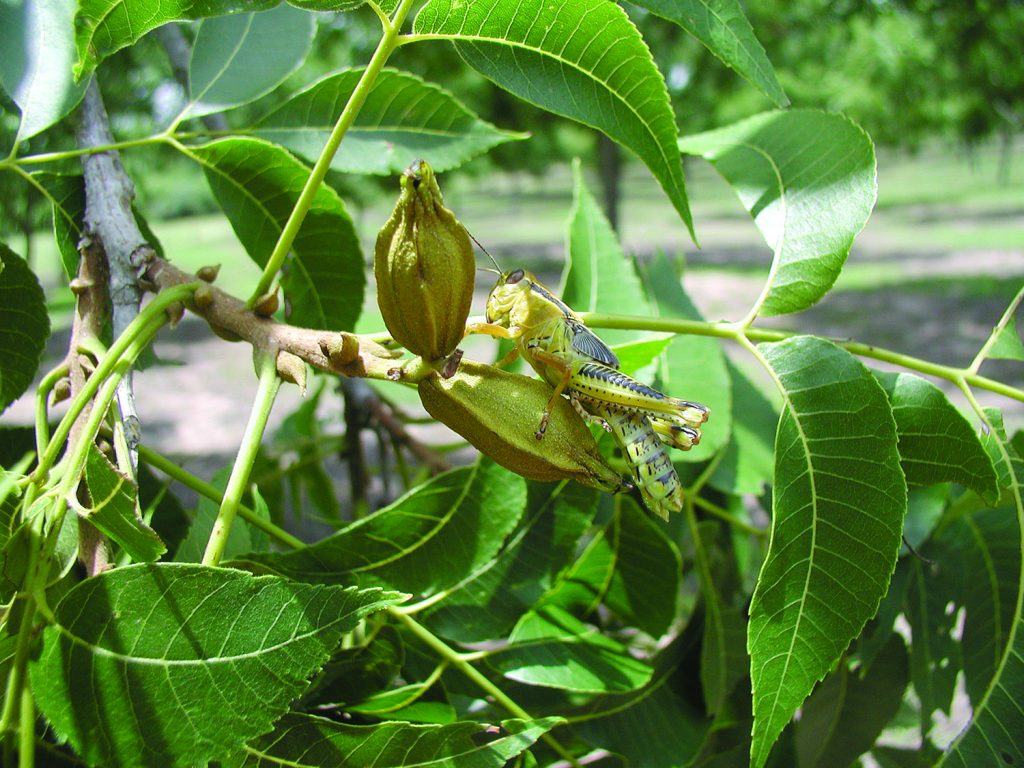 Pecan Insect Resource Coming to IPM Pipe - Pecan South MagazinePecan ...