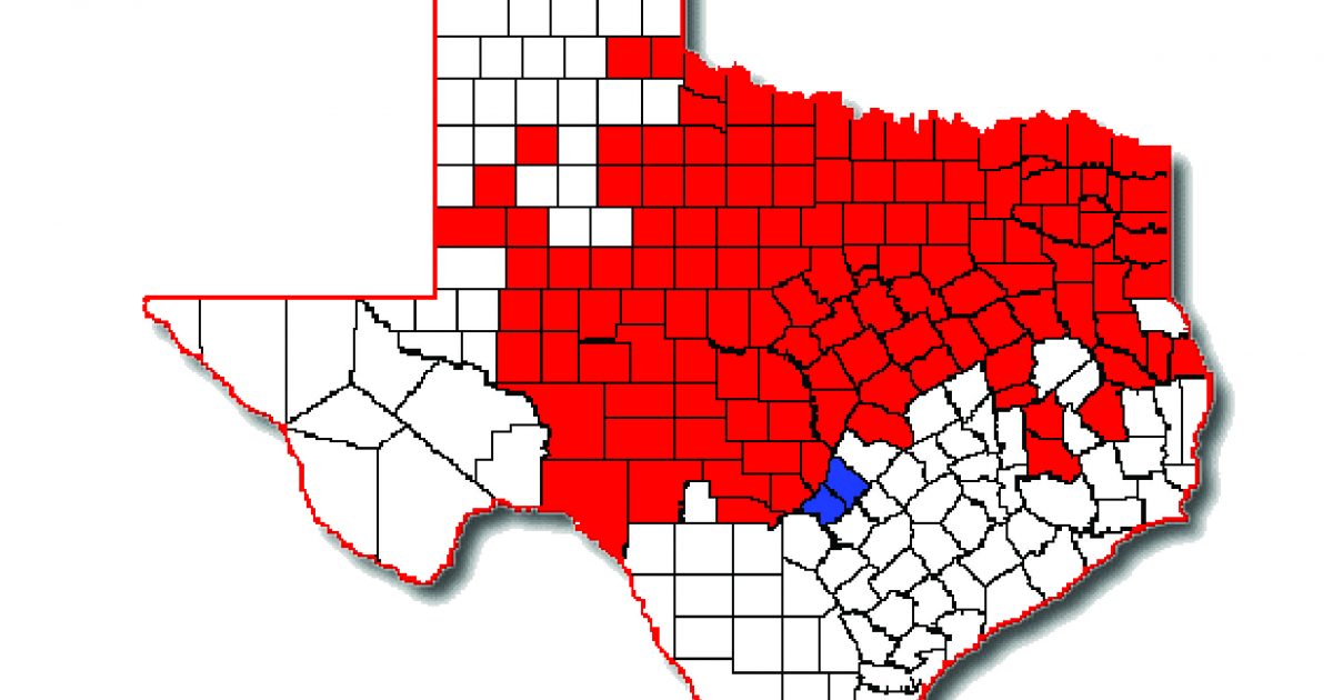 New Pecan Weevil Detection in Texas Raises Concerns - Pecan South ...