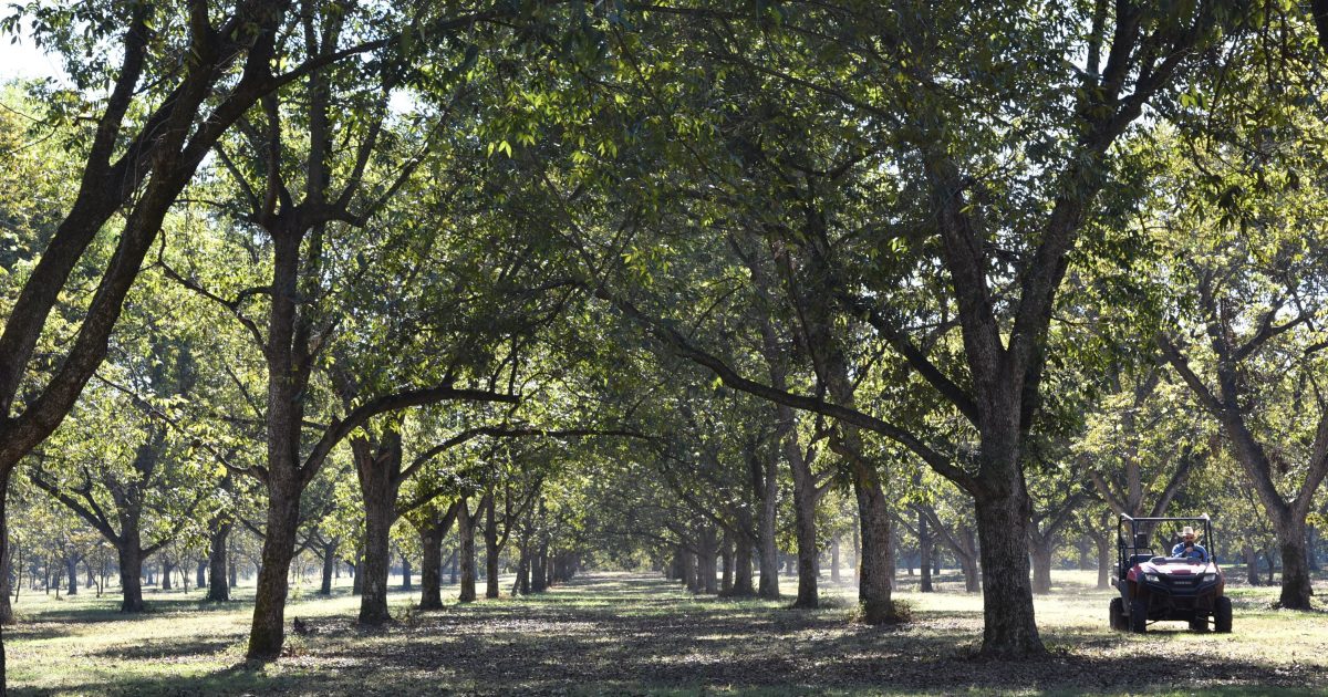 Where Heritage & Business Meet, the Choctaw Nation Grows Pecans - Pecan ...