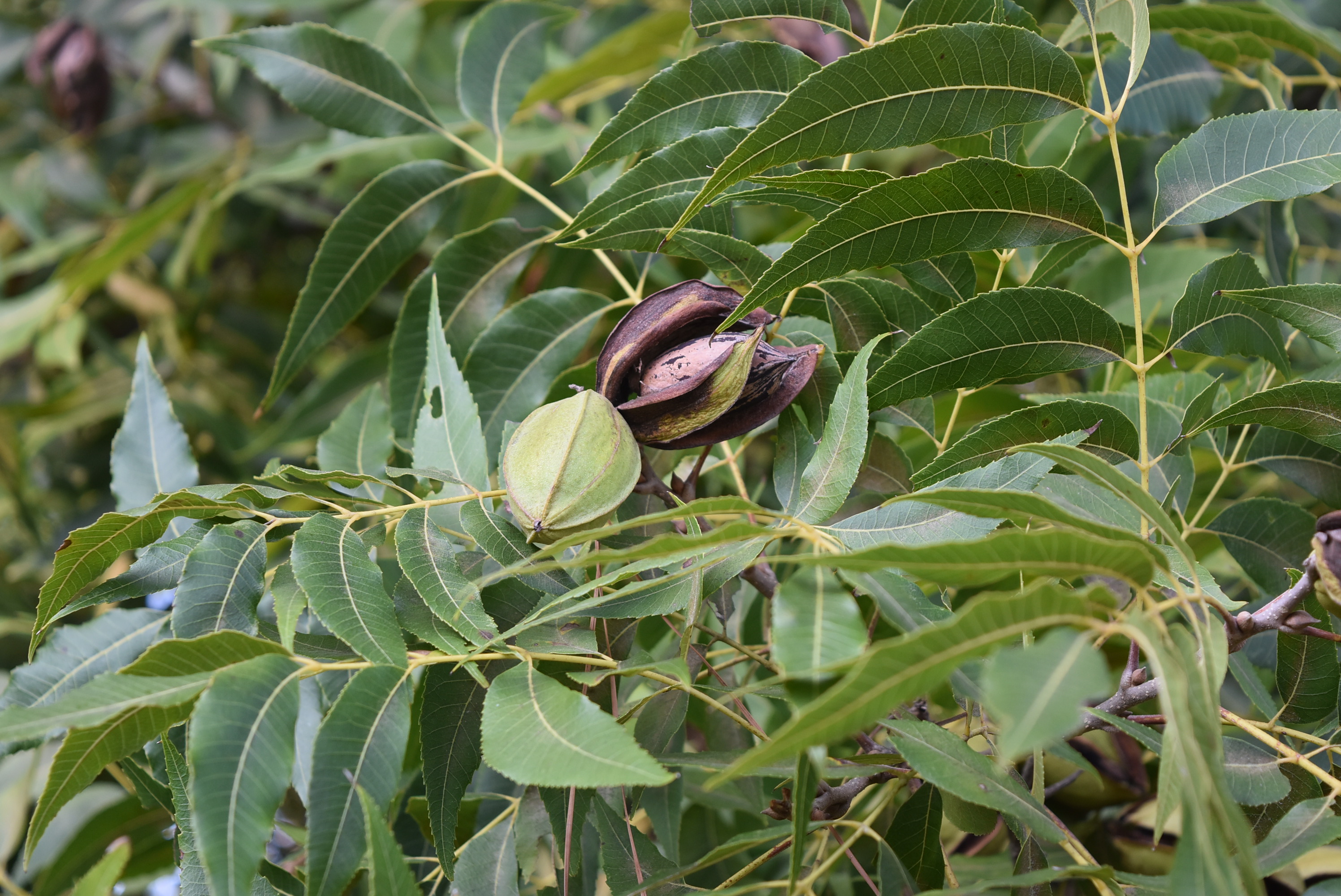 Pecan Pie: A Time-Honored Tradition - Pecan South MagazinePecan South ...