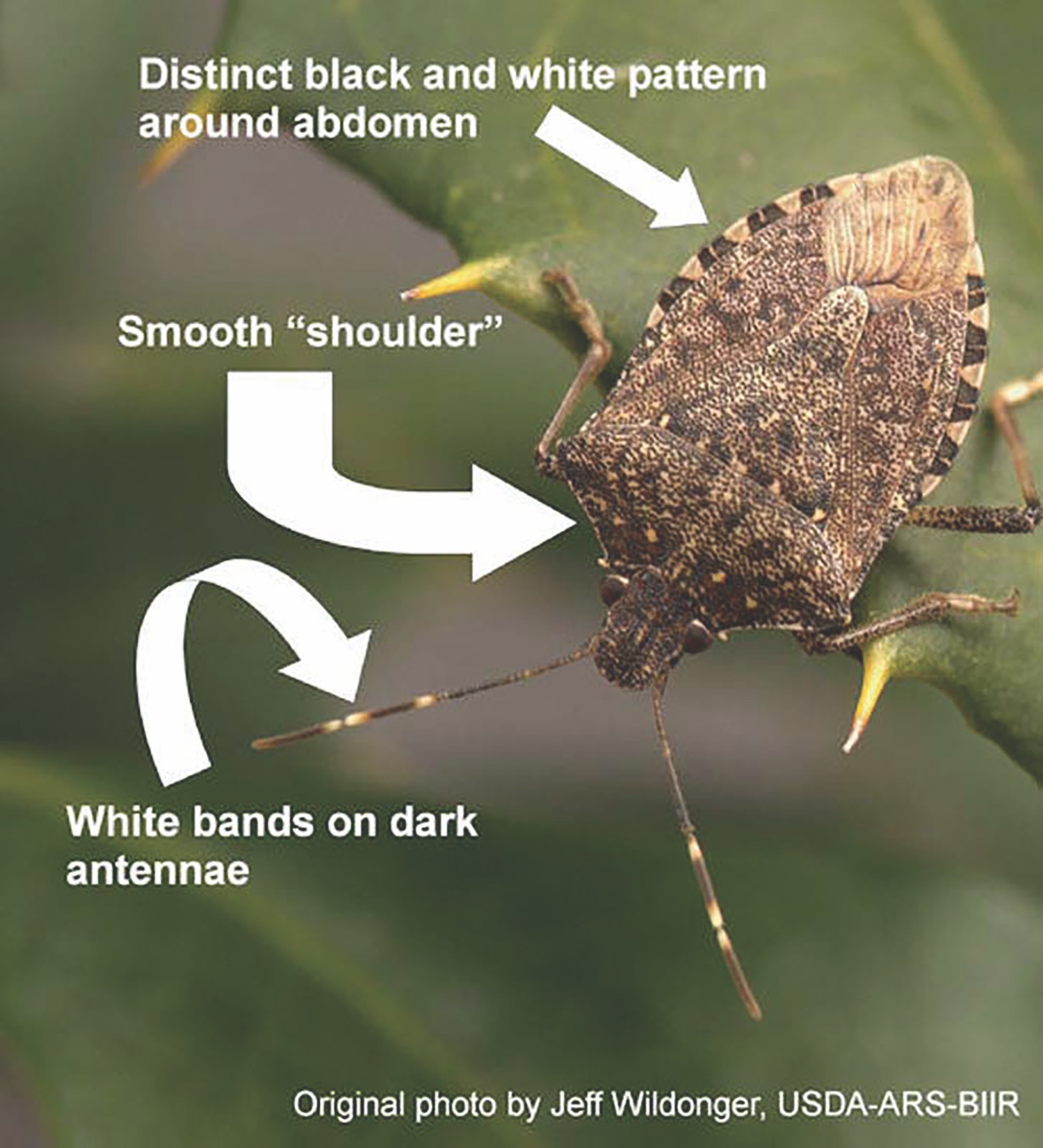 Monitoring for Invasive Pests - Pecan South MagazinePecan South ...