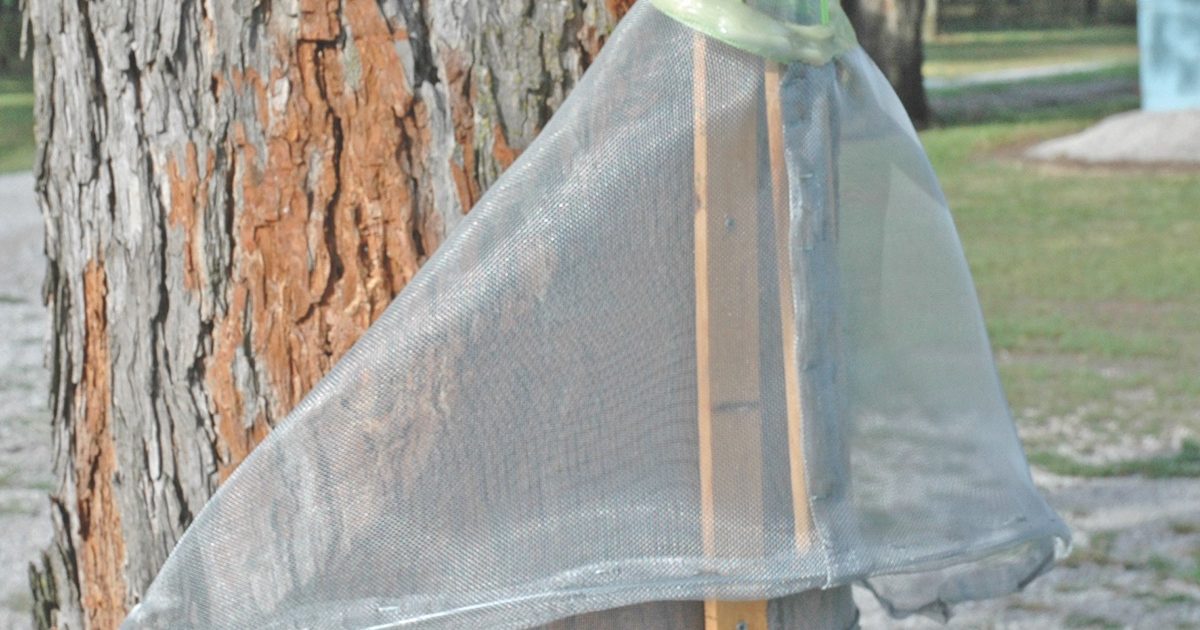 Weevils in their native environment - Pecan South MagazinePecan South ...