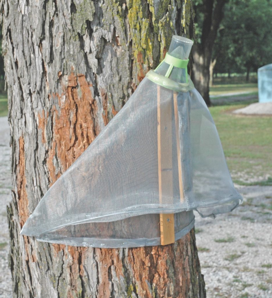 Weevils in their native environment - Pecan South MagazinePecan South ...