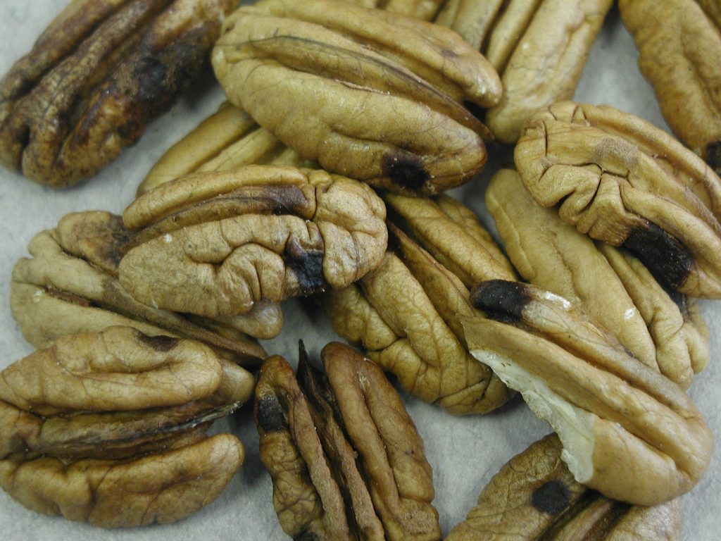 Stink Bug Management: a challenge for all producers - Pecan South ...