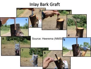 Grafting—Some Kind of Magic - Pecan South MagazinePecan South magazine ...