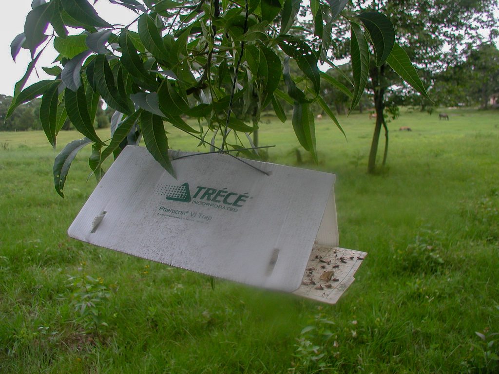 Spring Has Arrived, Time to Order PNC Pheromone Traps - Pecan South ...