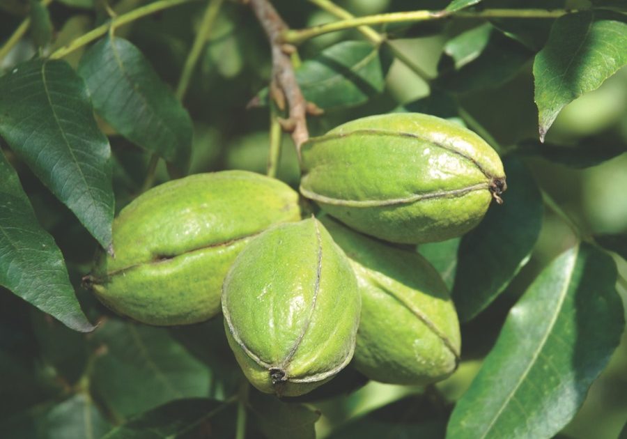 Alabama pecan growers treated to diverse industry perspectives - Pecan ...