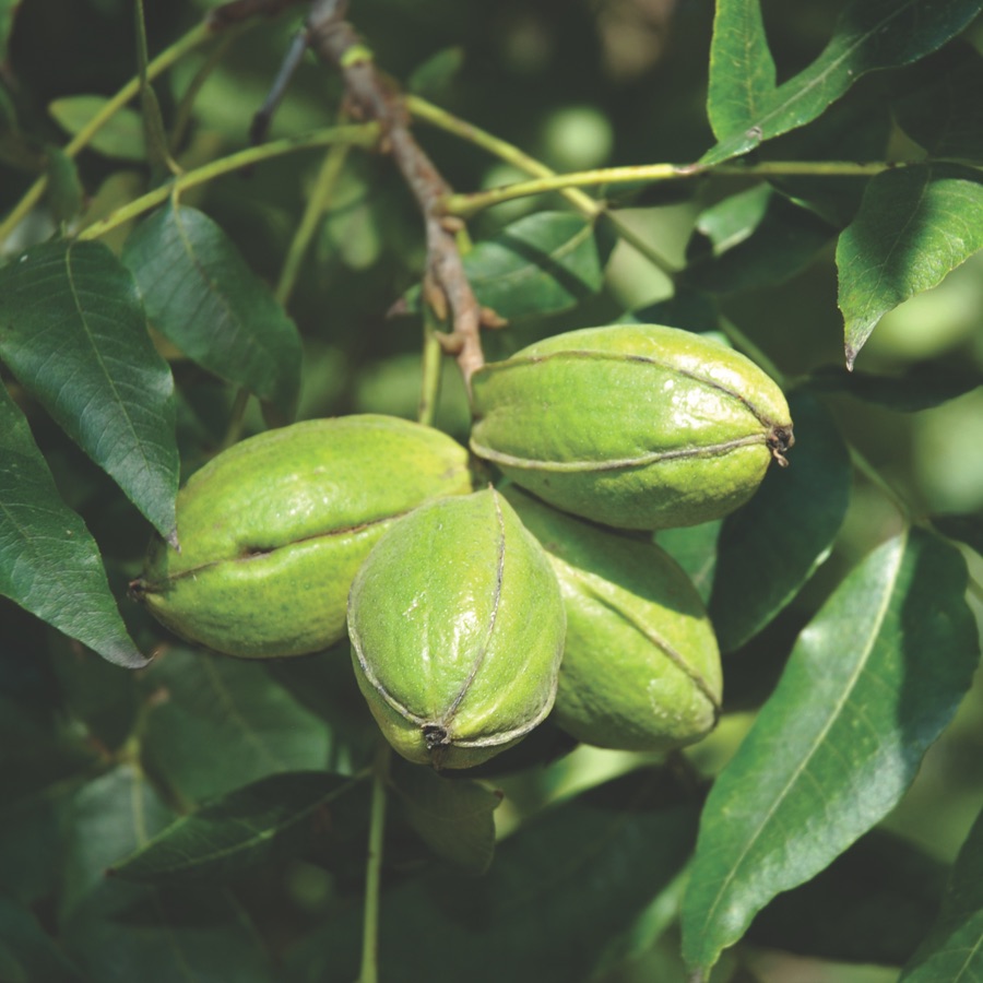Alabama pecan growers treated to diverse industry perspectives - Pecan ...