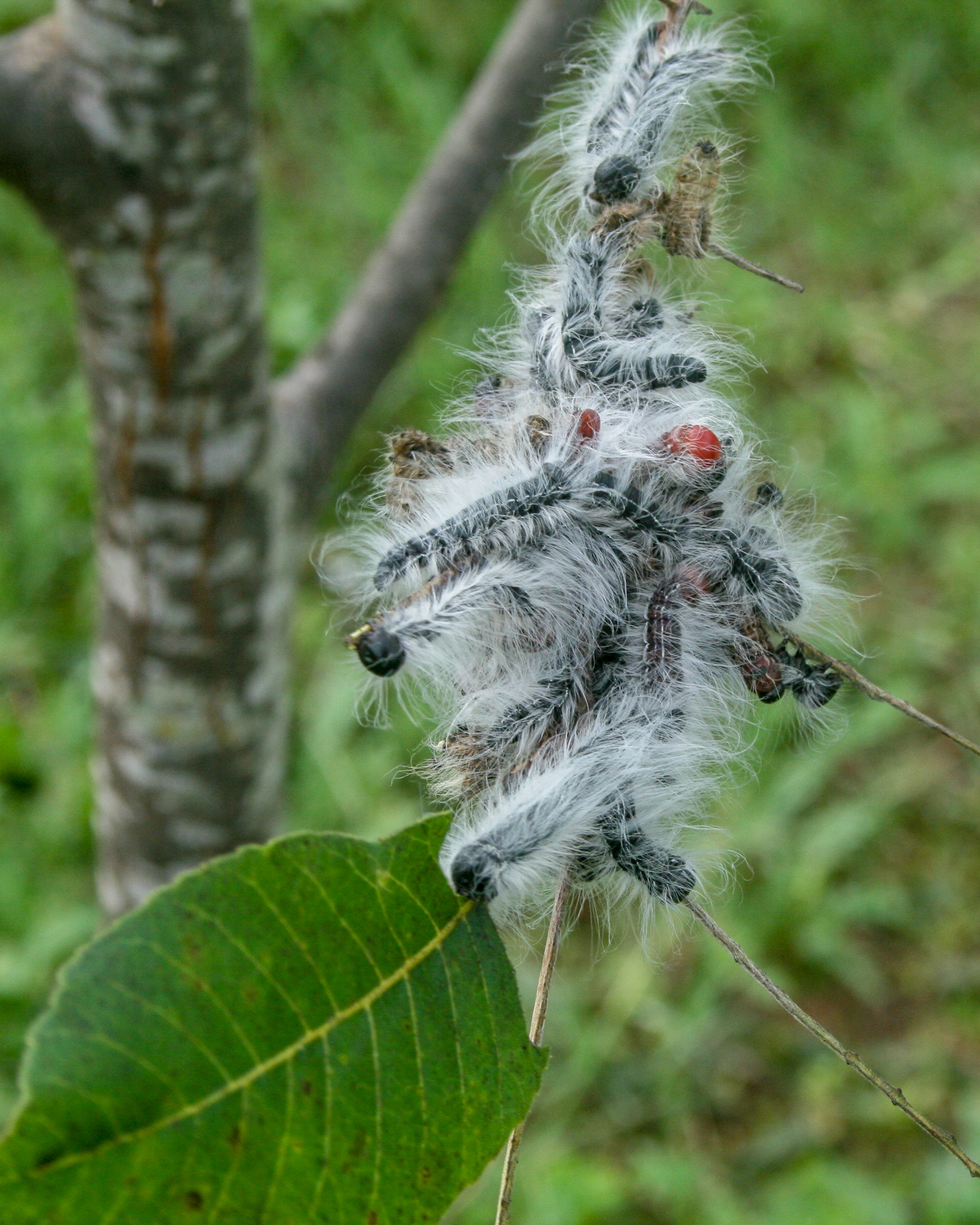 If You Want to Have Nuts, Protect Your Leaves | Pecan South magazine ...