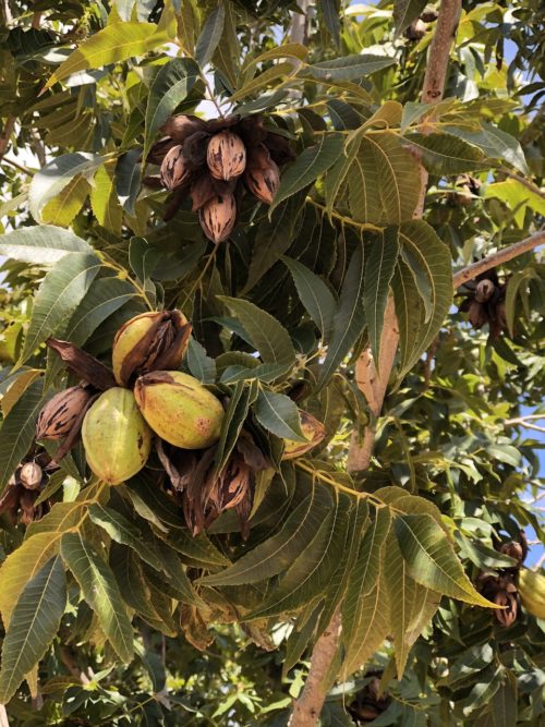 South Africa—The Pecan Industry's Next Paradigm Shift? - Pecan South ...