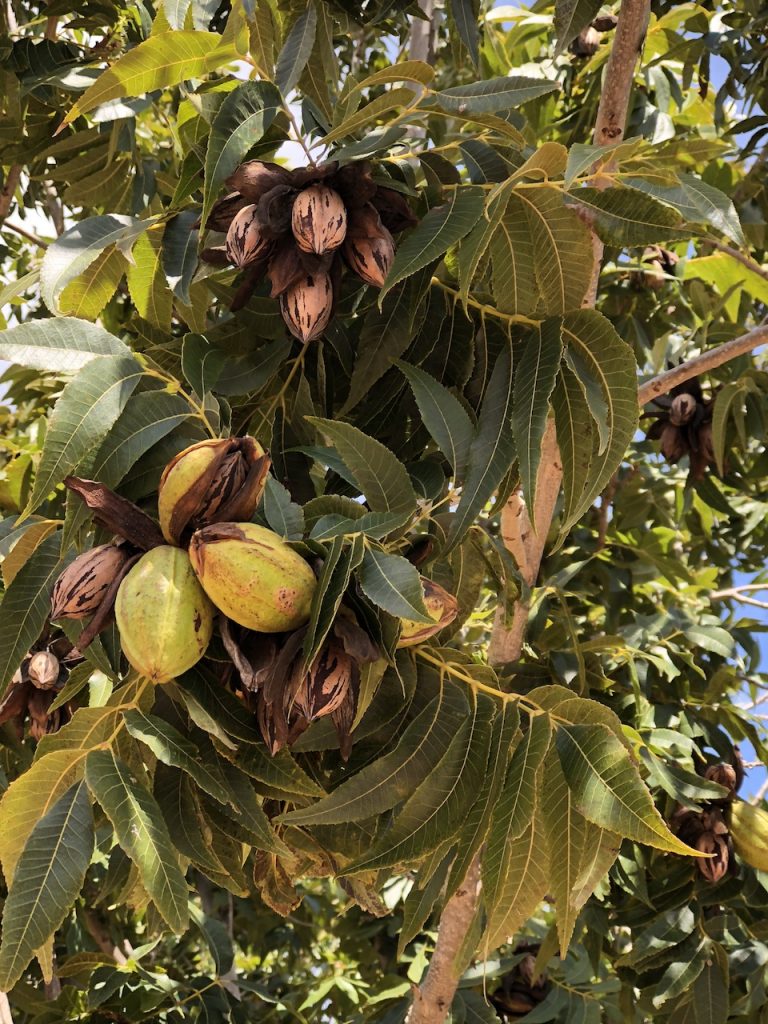 South Africa—The Pecan Industry's Next Paradigm Shift? - Pecan South ...