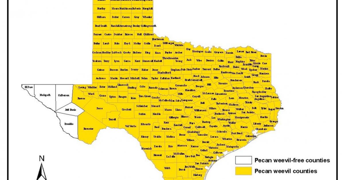 Pecan Weevil: Historical Texas distribution records and the Texas ...