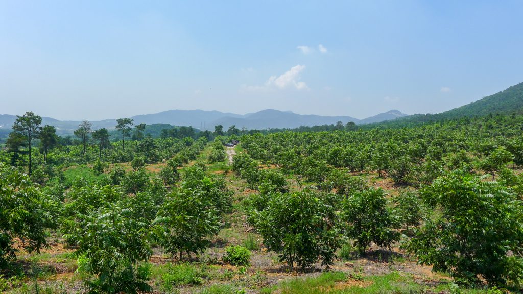Challenges for the Expanding Pecan Industry in China - Pecan South ...