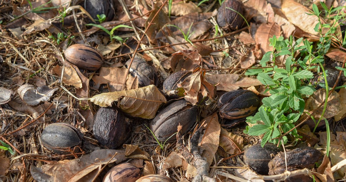 Articles | Pecan South magazine | The pecan industry's leading ...