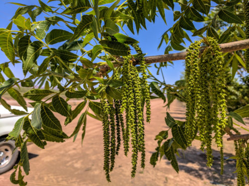 The pecan's journey from flowering to nuts - Pecan South MagazinePecan ...