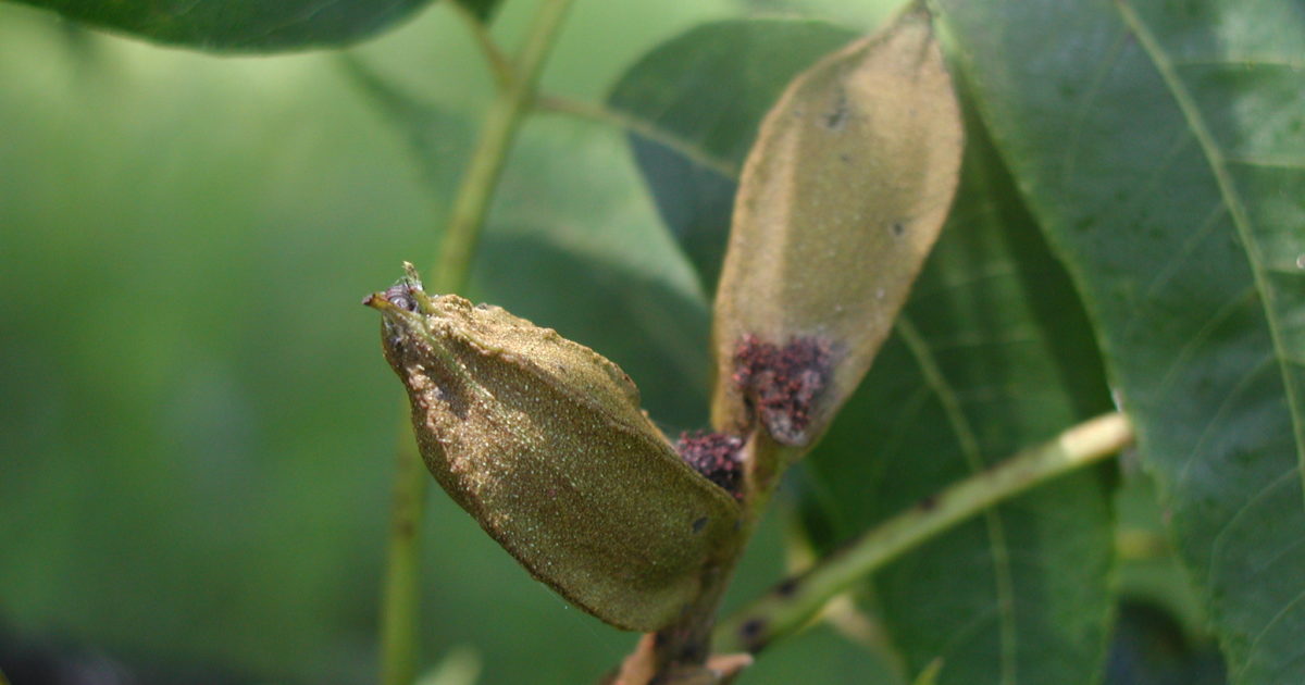 Beware the Second Generation of Pecan Nut Casebearer | Pecan South ...