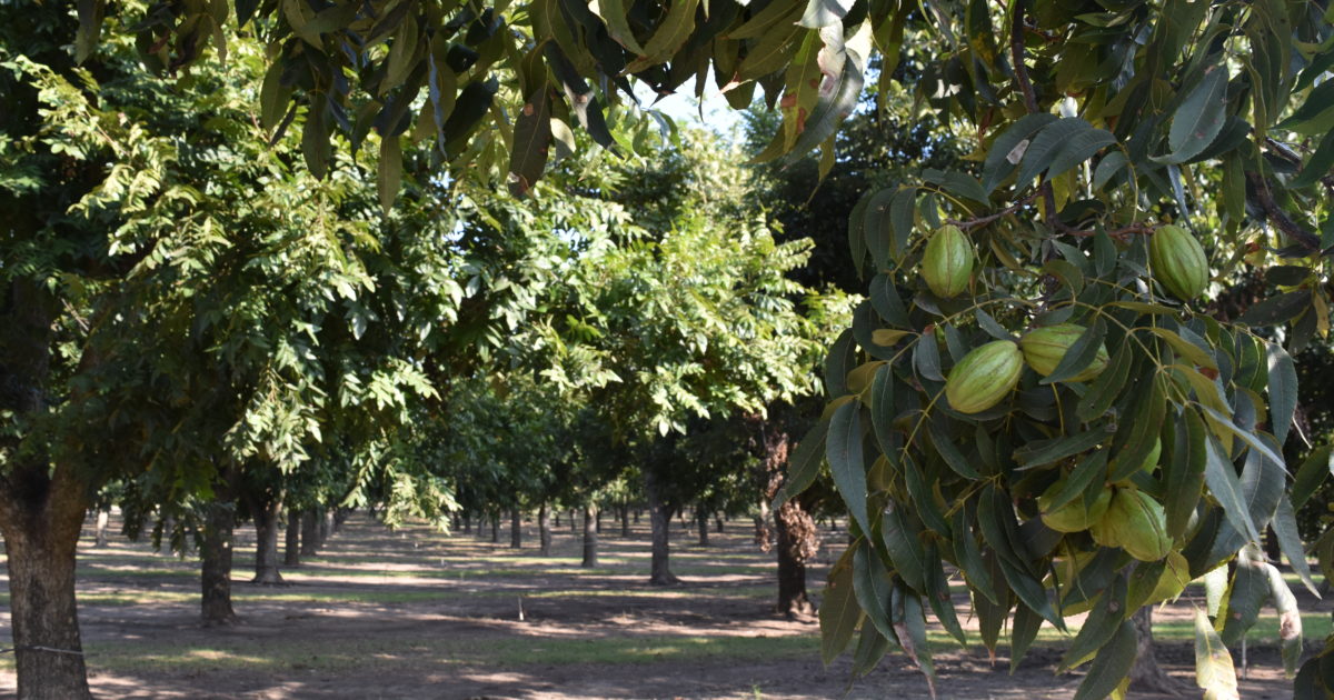 Before Harvest, Consider This - Pecan South MagazinePecan South ...