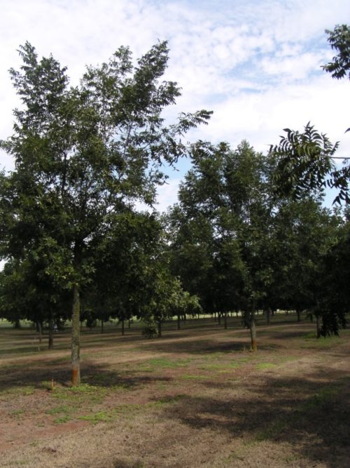 Family Trees: The Next Generation - Pecan South MagazinePecan South ...