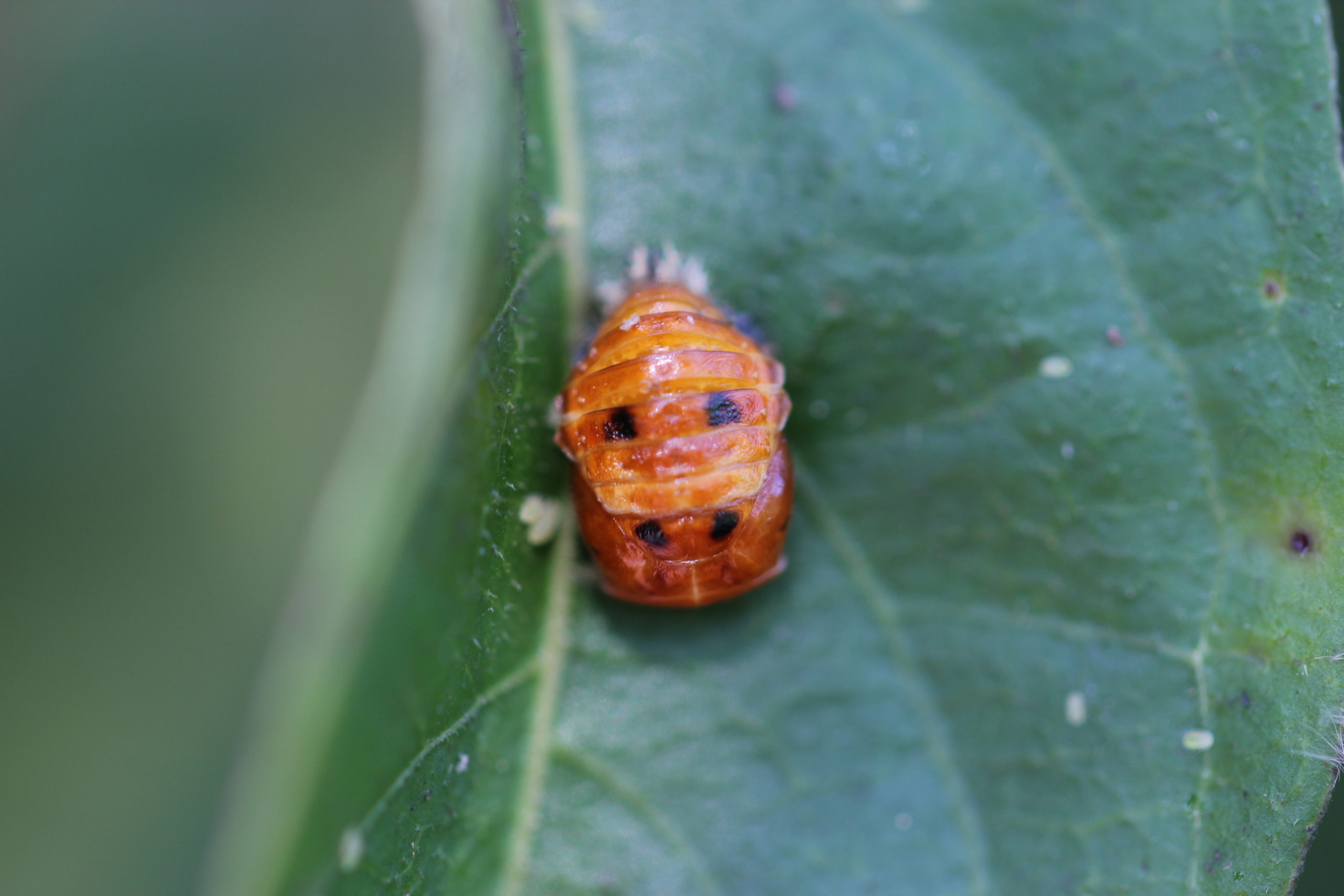 Pupae of the multicolored Asian lady beetle - Pecan South MagazinePecan ...
