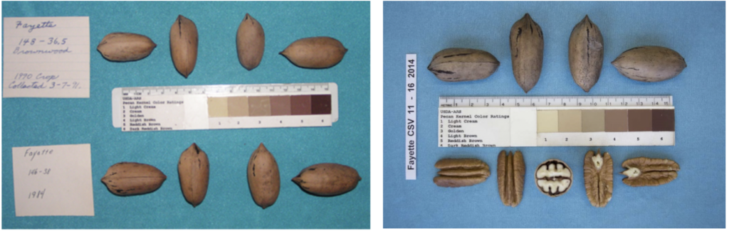 Speaking of Family Trees... - Pecan South MagazinePecan South magazine ...