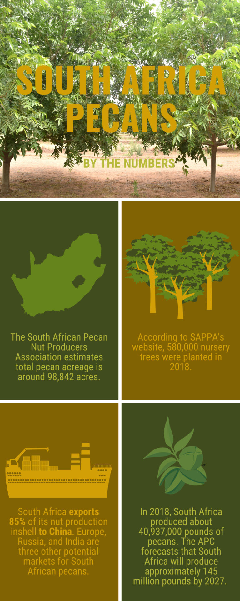 Planting, Propagating, & Promoting Pecans in South Africa - Pecan South ...