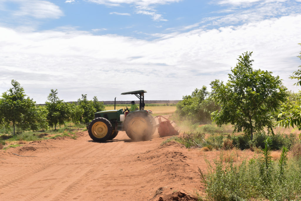 Planting, Propagating, & Promoting Pecans in South Africa - Pecan South ...