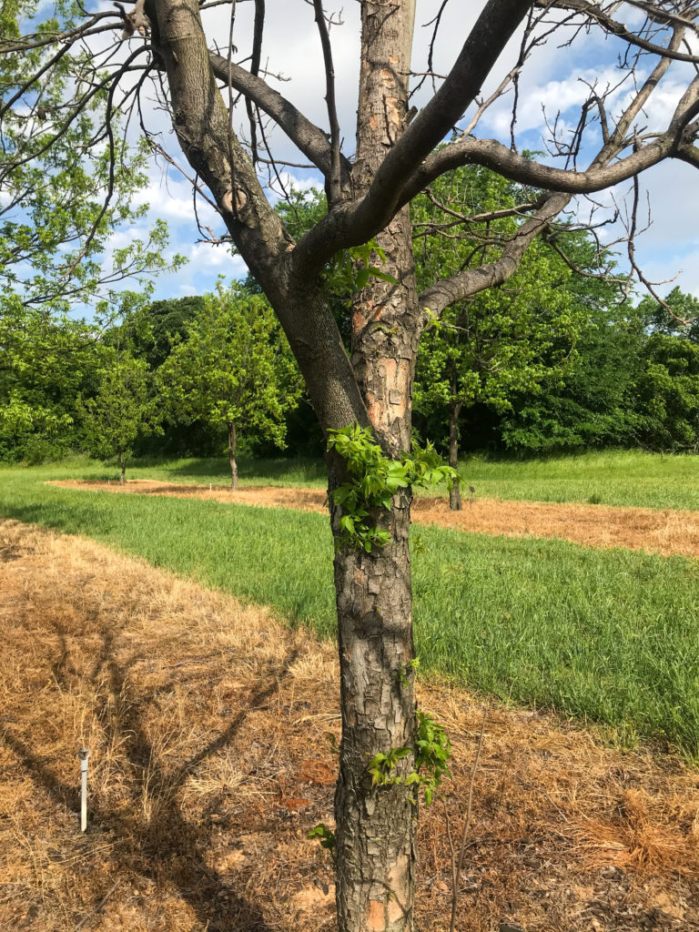 The Woe of Winter in the Heat of the Summer - Pecan South MagazinePecan ...