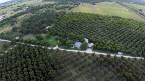 Five Generations of Farming, First Generation With Pecans - Pecan South ...