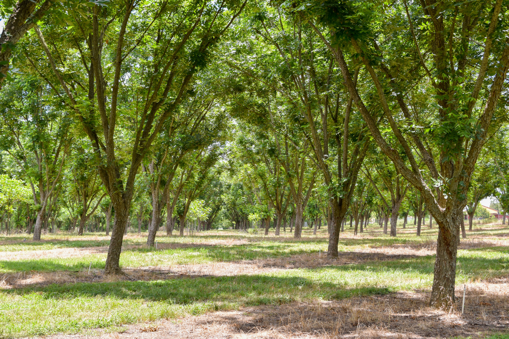 Five Generations of Farming, First Generation With Pecans - Pecan South ...