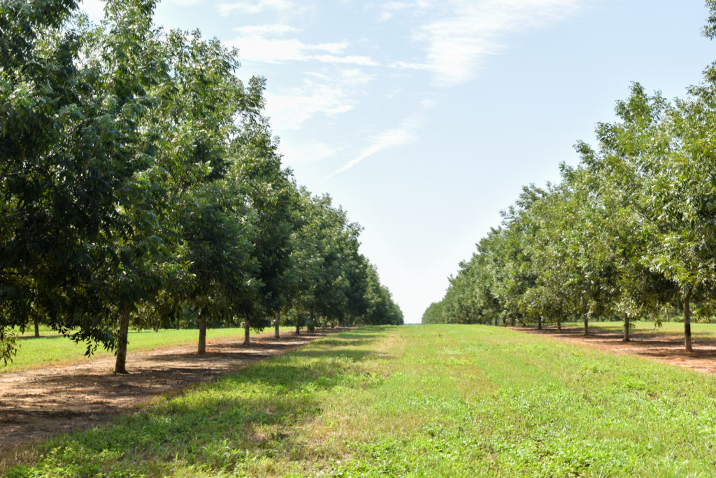 5 Late-Season Tips for Your Pecan Crop - Pecan South MagazinePecan ...