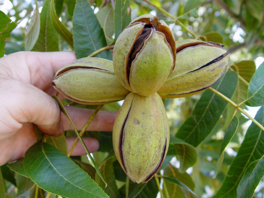 New Pecan Varieties to Consider When Planting - Pecan South ...