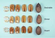 One Pecan