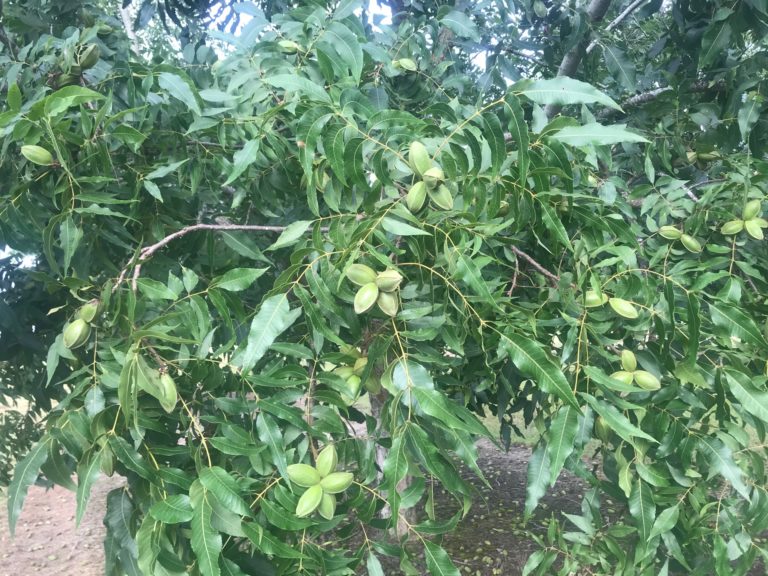 Your fungicide spray program can fight pecan scab and decrease ...