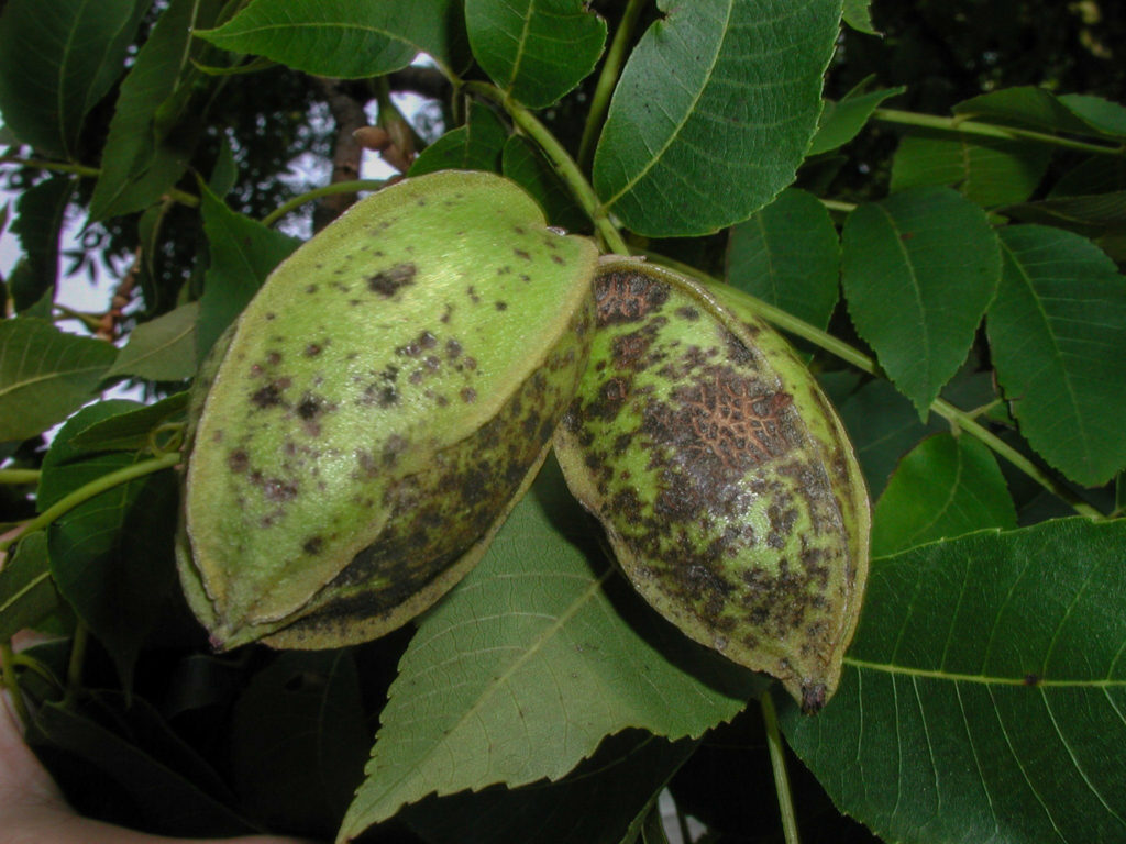 Your fungicide spray program can fight pecan scab and decrease ...