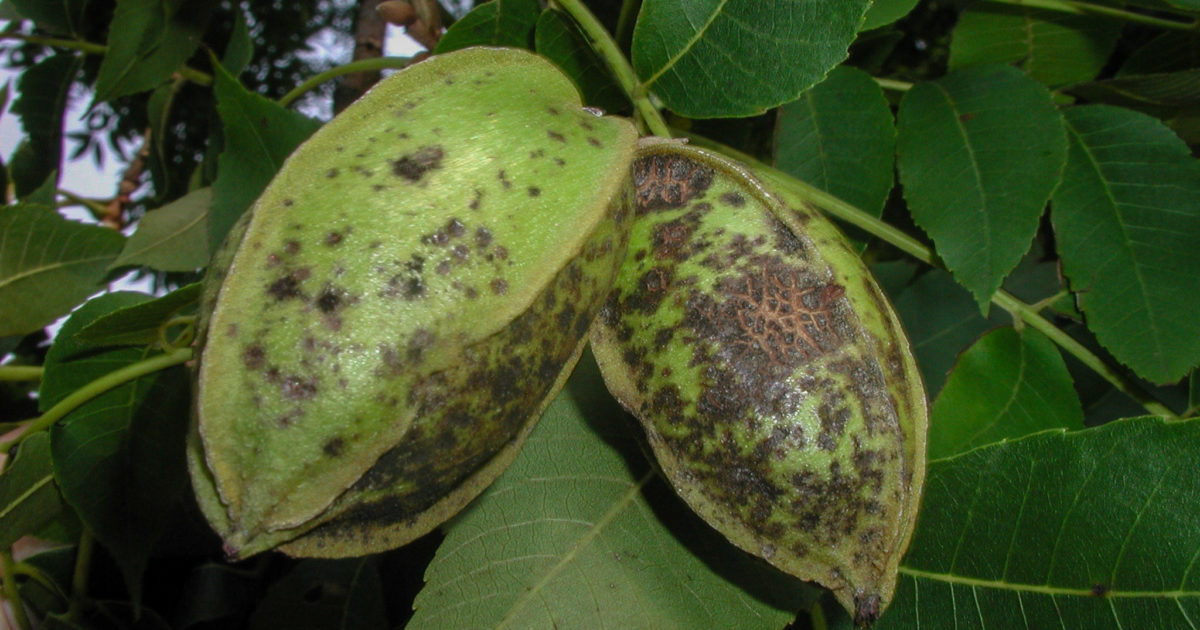 Southwest Notes Archives - Pecan South MagazinePecan South magazine ...