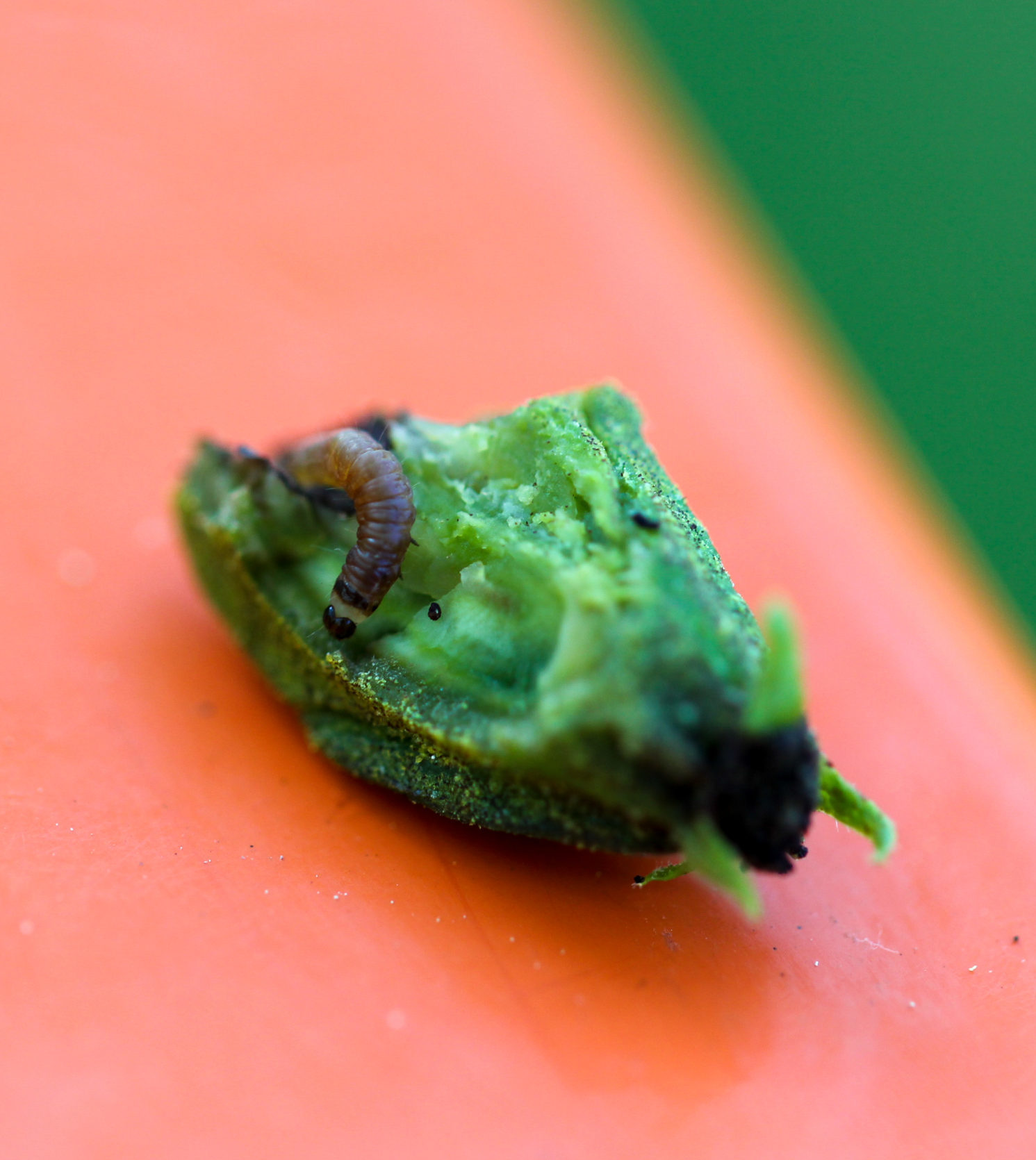 Factors affecting pest abundance in the orchard - Pecan South ...