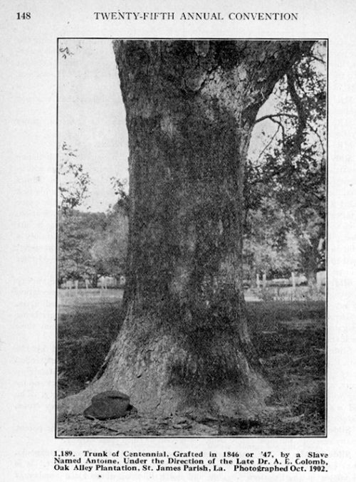 The beginning of modern pecan culture - Pecan South MagazinePecan South ...