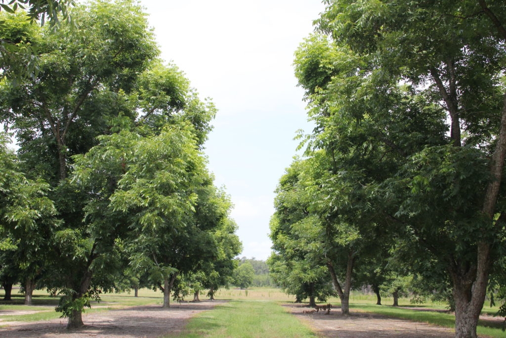 Using genomics to improve our future pecan trees - Pecan South ...