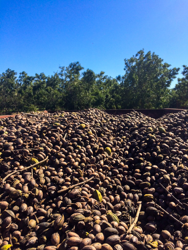 Protecting pecan quality through and beyond harvest - Pecan South ...