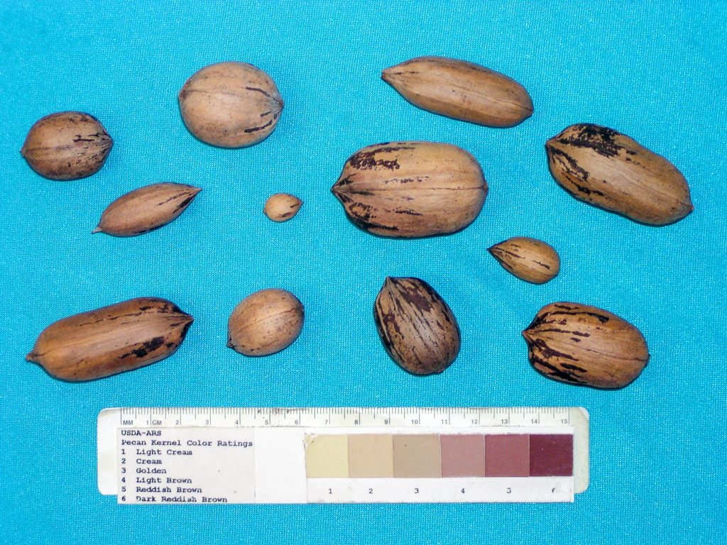 The Value of Maintaining a Germplasm Repository for Pecans and ...