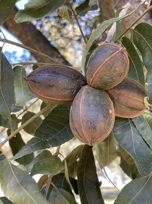 Multiple Stresses Combine and Decrease Pecan Crop - Pecan South ...