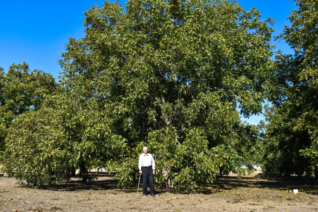 A "Nutty Hobby" Becomes an Award-Winning Pecan Orchard - Pecan South ...