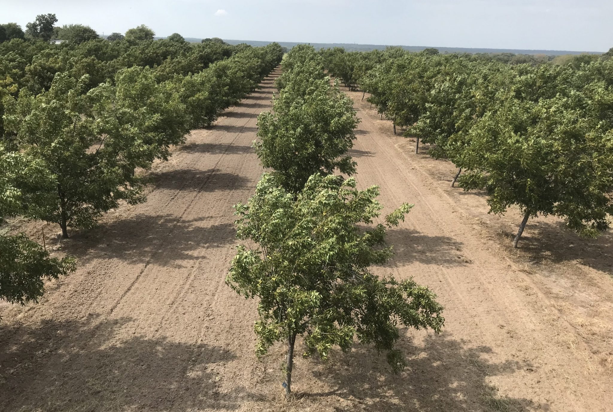 Cover Crop Uses in Pecan Silvopasture - Pecan South MagazinePecan South ...