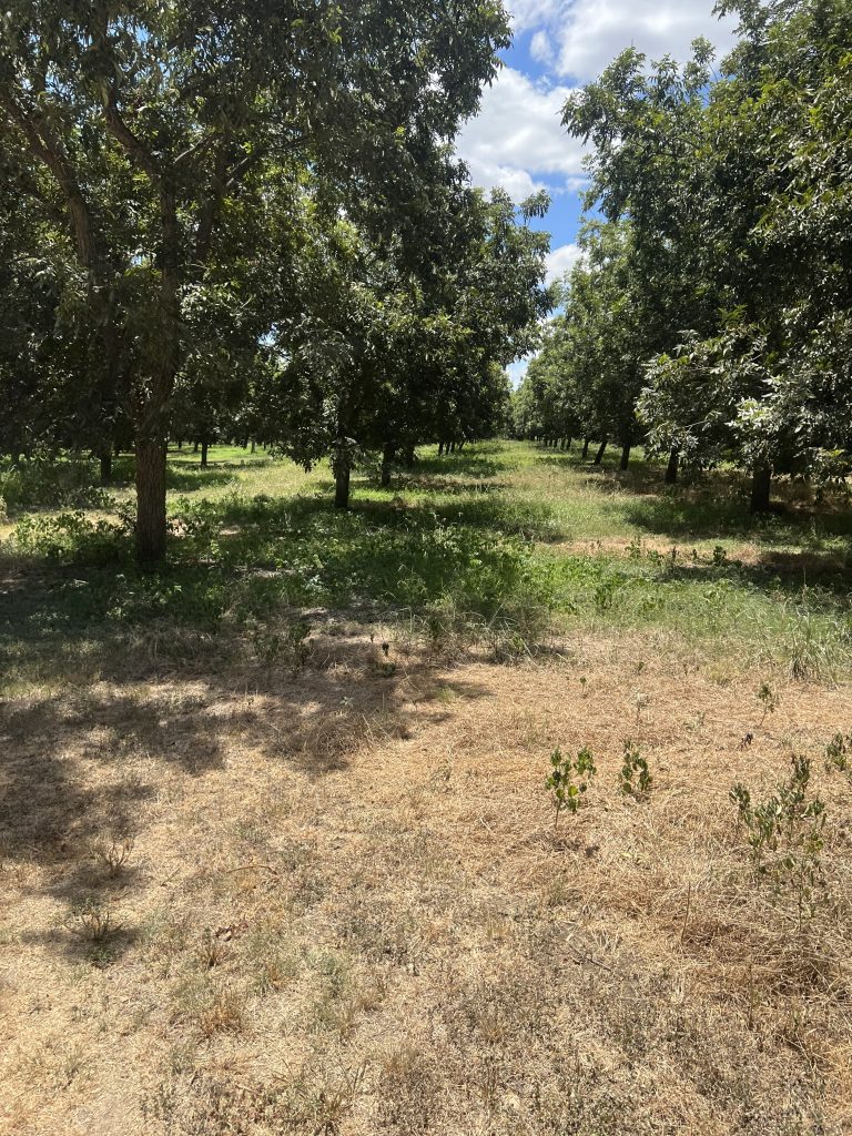 Observations from the Orchard on Regenerative Agriculture - Pecan South ...