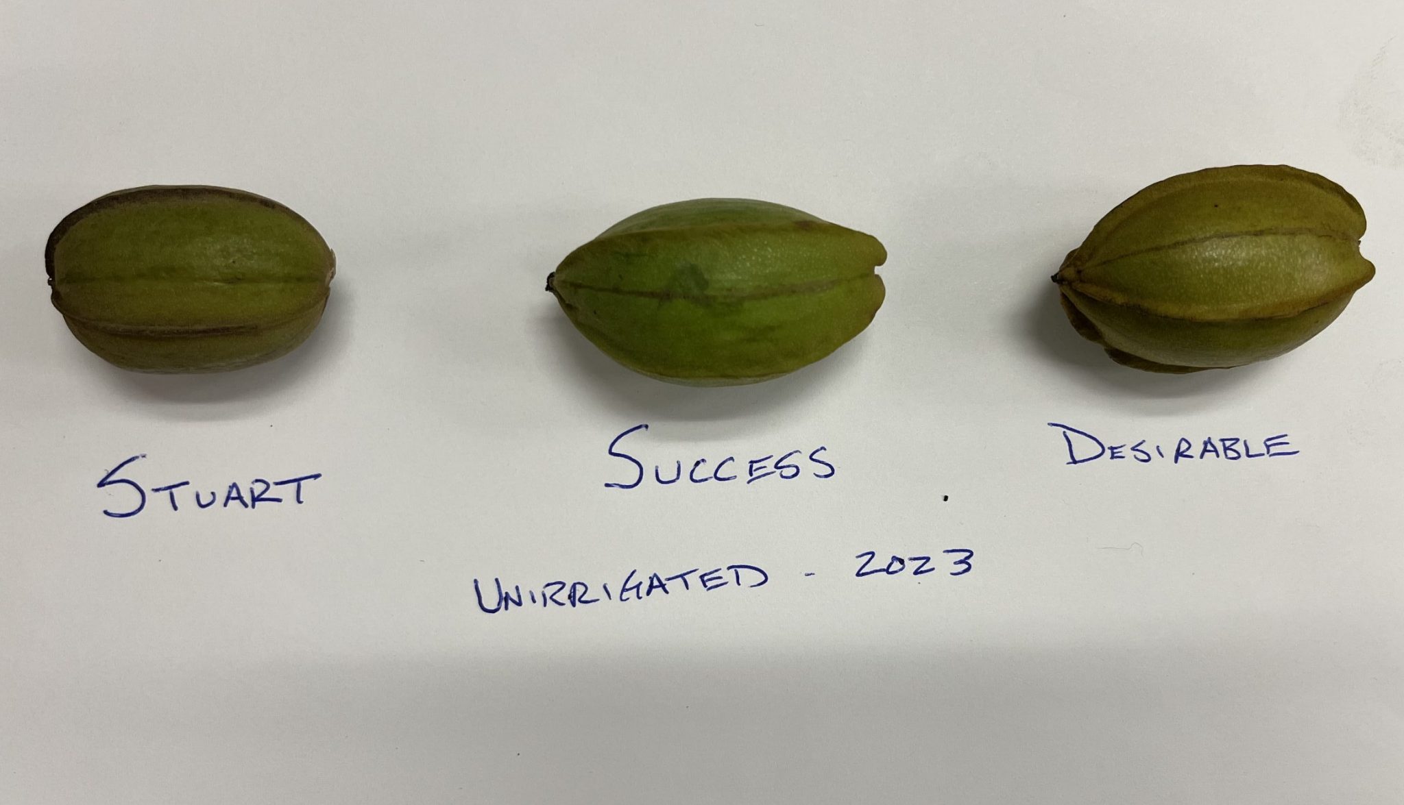 Functionality & Vitality of Pecan Tree Organs: The Fruit - Pecan South ...